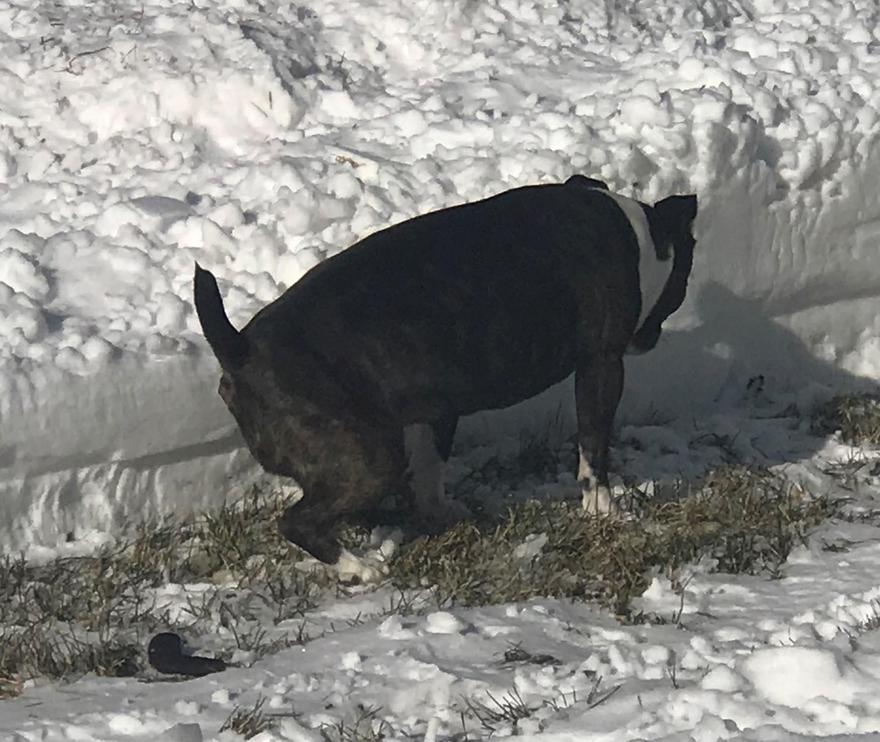 Will Your Dog Go in the Snow? – Kitchen Dog